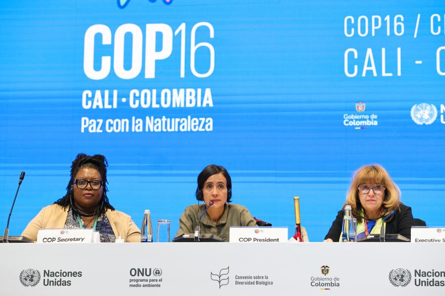 Daily report for 31 October 2024 United Nations Biodiversity Conference ...